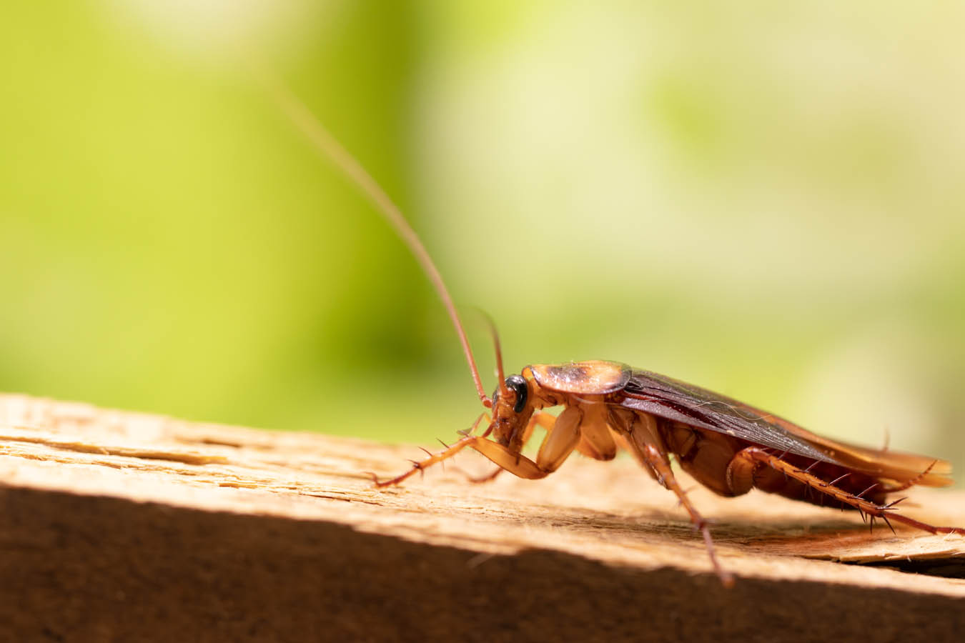 Cockroaches | Britannic Pest Control | Professional Pest Control ...